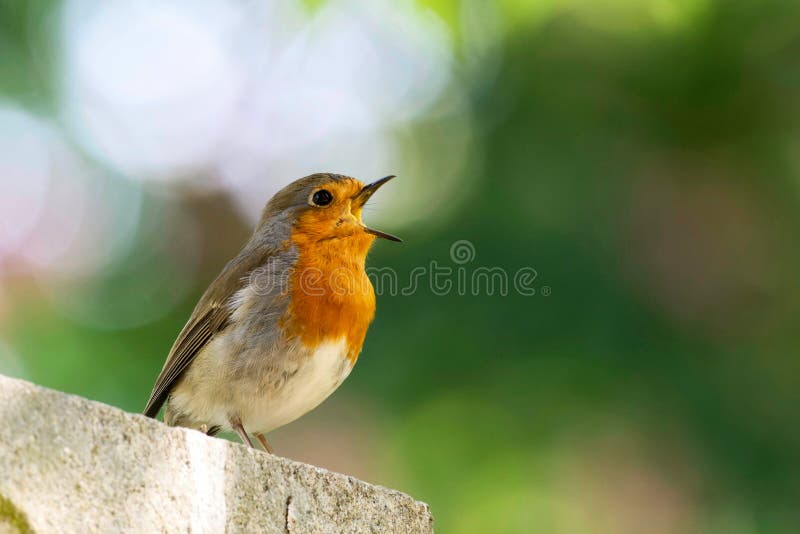 Robin in spring singing stock image. Image of happy - 266767493