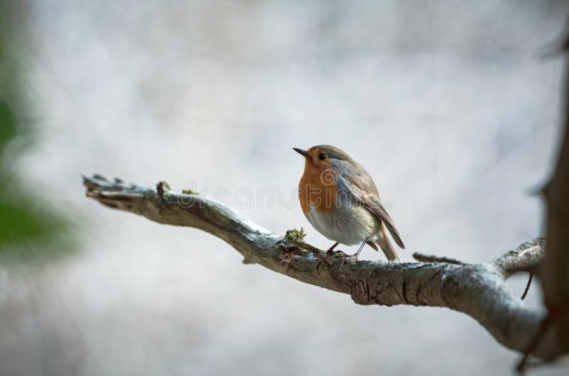 Robin Perched on a Branch in Forest Stock Photo - Image of tree ...