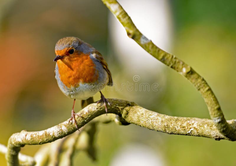 A robin in a hedge stock photo. Image of hedge, song - 174713424