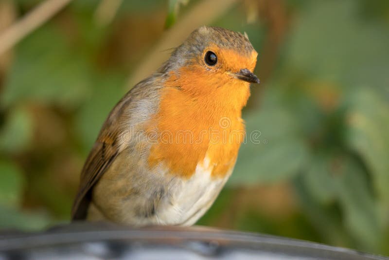 Robin in Garden stock photo. Image of bird, small, birds - 197090520