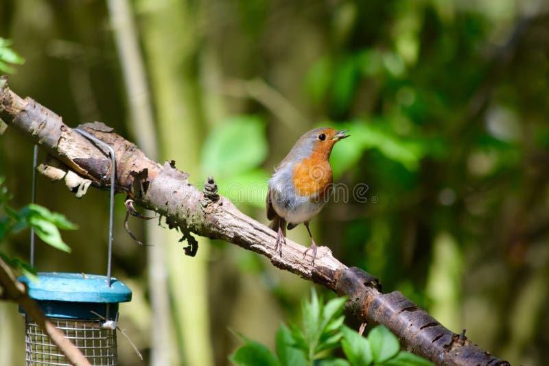 Robin holding a seed stock photo. Image of brown, seed - 54279144