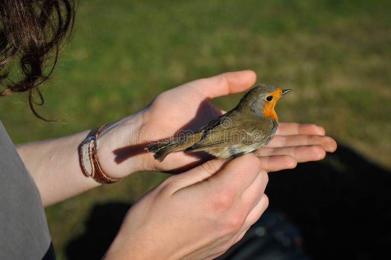 Robin feeding on hand stock image. Image of wild, ornithology - 32867123