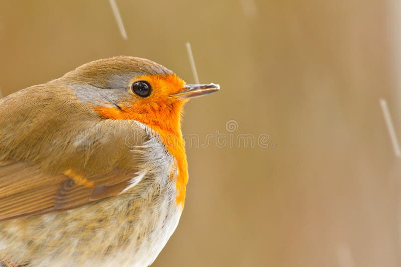 Robin with ice on his beak stock photo. Image of looking - 26348480