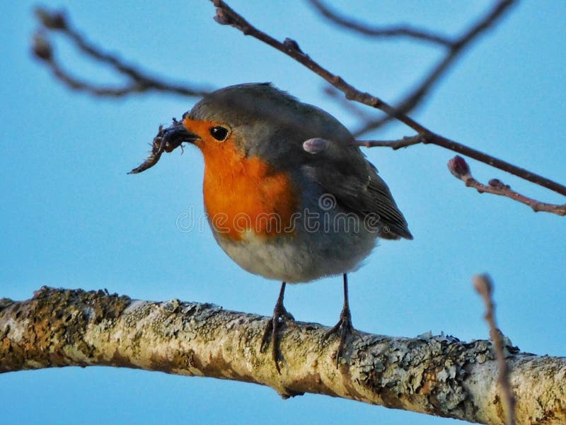 Robin with an insect stock photo. Image of nature, birds - 232266774