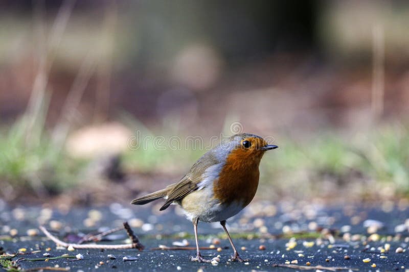 A Robin in Isolation Zoom View Eating Seeds on the Ground Stock Photo ...