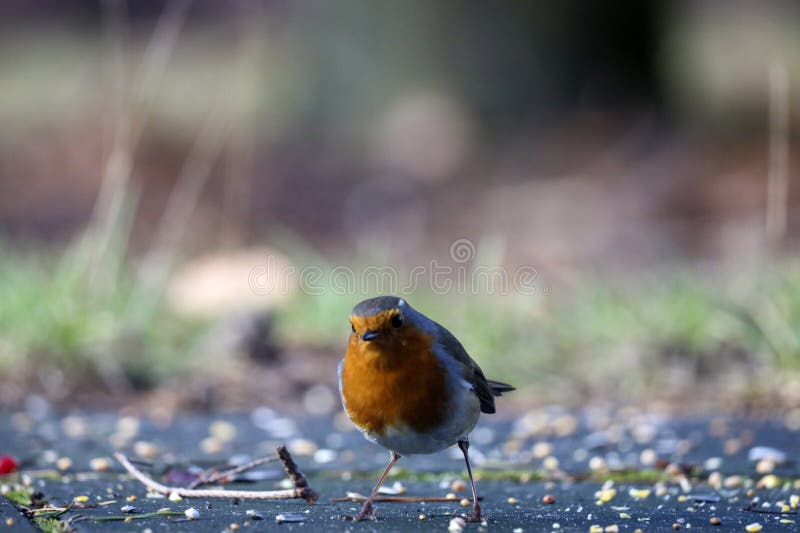 A Robin in Isolation Zoom View Eating Seeds on the Ground Stock Image ...