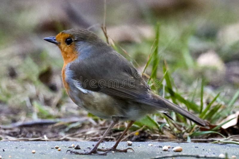 A Robin in Isolation Zoom View Eating Seeds on the Ground Stock Image ...