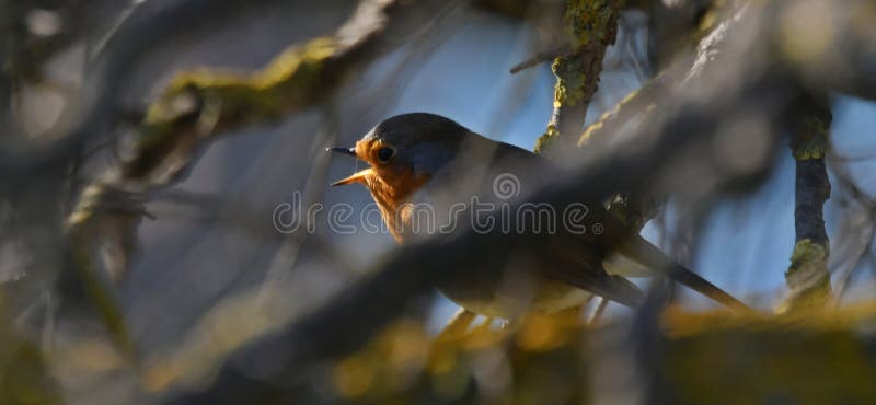 A Robin with Its Beak Open between Branches, Erithacus Rubecula Stock ...