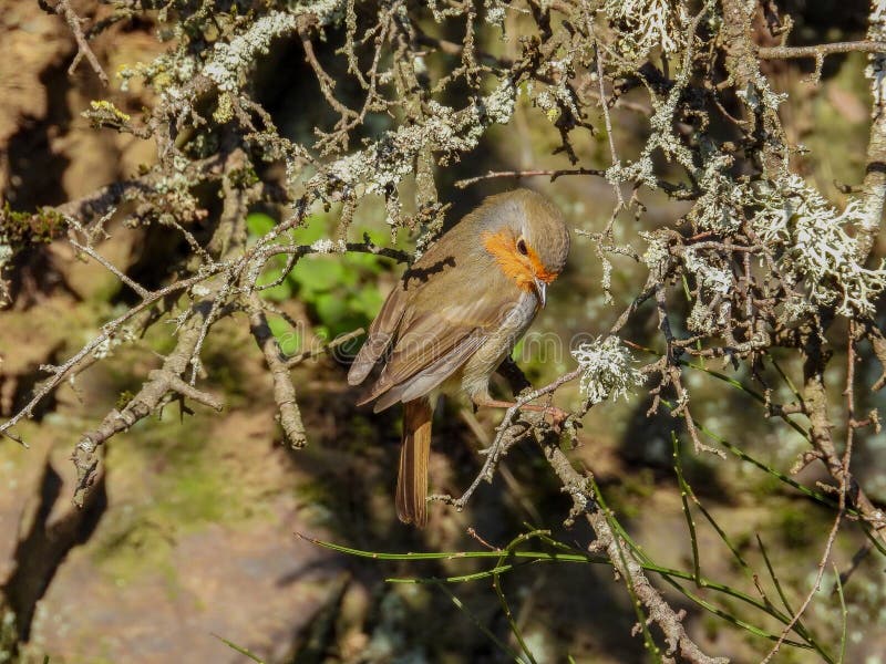 Robin Just Perched on a Branch in a Hill Stock Image - Image of shadow ...