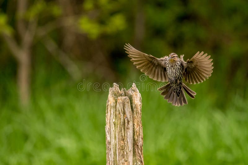 Robin Landing in Summer Fun Stock Photo - Image of flower, summer ...