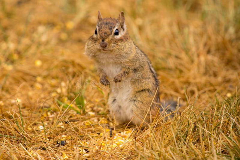 Robin leaving the shrubs stock photo. Image of deer - 266710944
