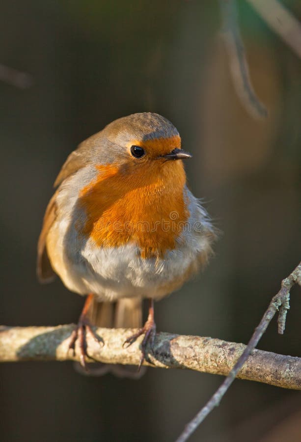Robin bird stock photo. Image of outdoor, wildlife, nature - 7823548