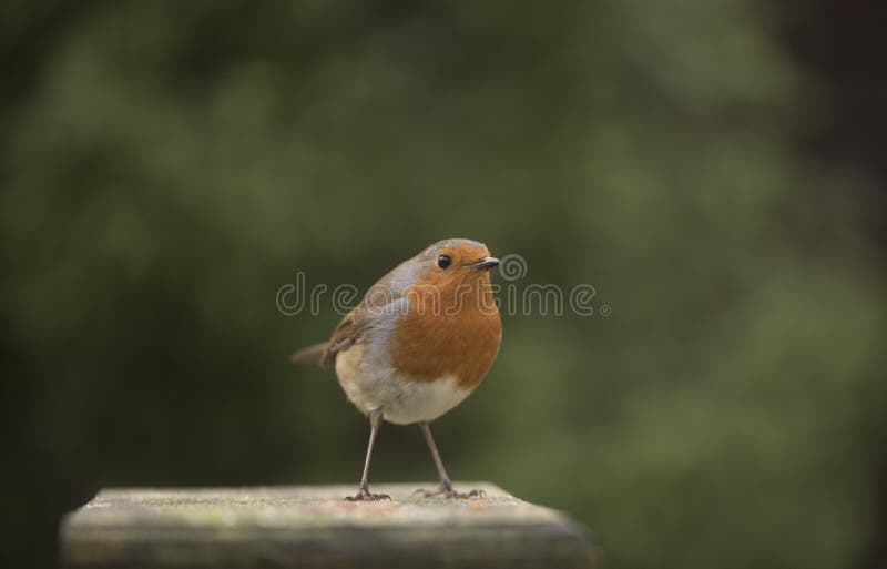 Robin stock photo. Image of redbreast, wild, spring, breast - 88321538