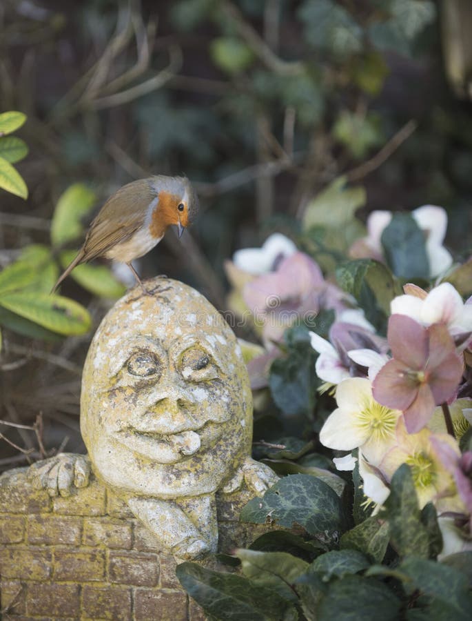 Robin stock photo. Image of robin, winter, seasonal, spring - 88434532