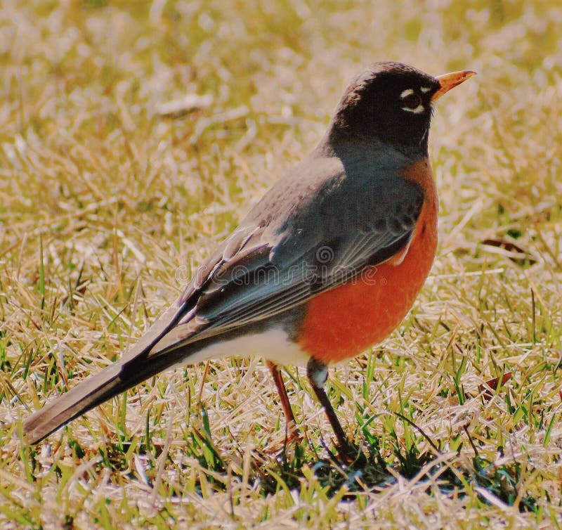 Robin stock photo. Image of robin, babybird, bird, chirping - 179351806