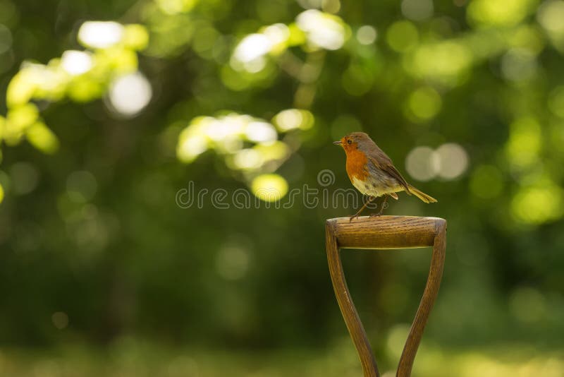 157 Robin Spade Photos - Free & Royalty-Free Stock Photos from Dreamstime