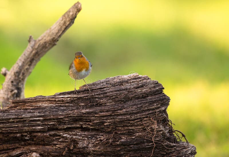 Robin on log stock image. Image of animal, detailed, feathers - 29006321
