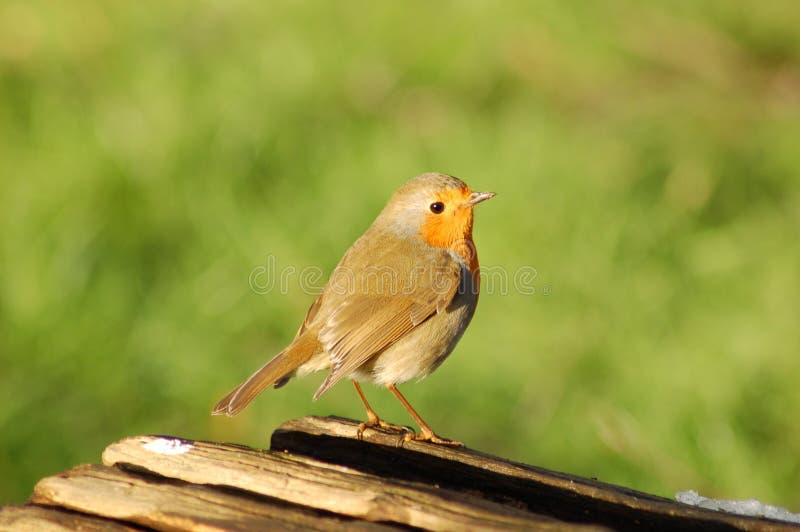 5+ Robin log Free Stock Photos - StockFreeImages