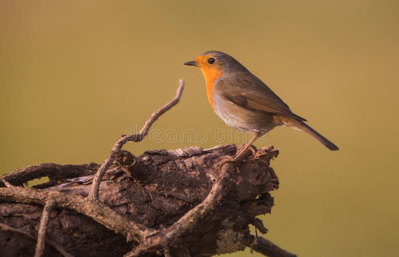 Robin on log stock photo. Image of erithacus, wildlife - 63565010