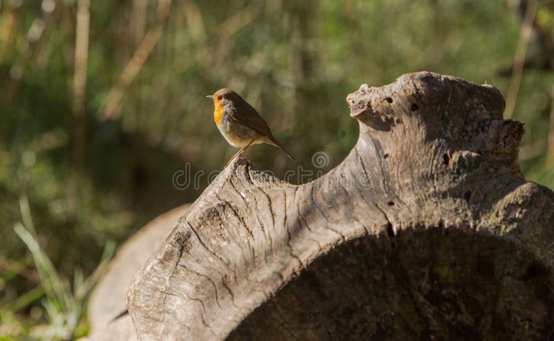 Robin on log stock image. Image of horizontal, natural - 37009285