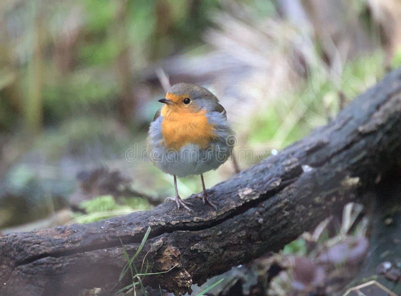 Robin on a Log Fluffed Up on a Cold Winter Day Stock Photo - Image of ...