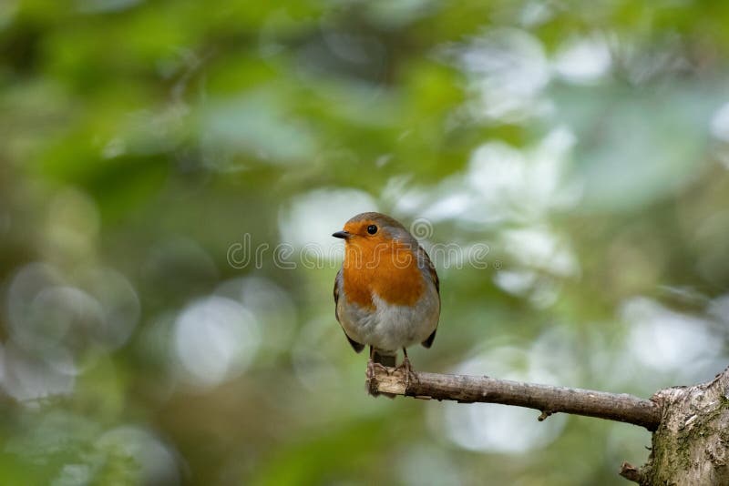 Robin Looking Down on Branch in Sunlight Stock Photo - Image of perched ...