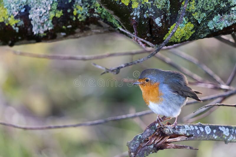Robin Looking Alert in a Tree on a Cold Winters Day Stock Image - Image ...