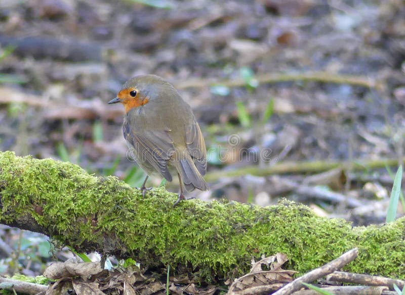 Robin Looking Down on Branch in Sunlight Stock Photo - Image of perched ...