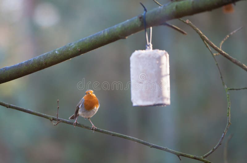 Robin looking at food stock image. Image of ball, perching - 35773793