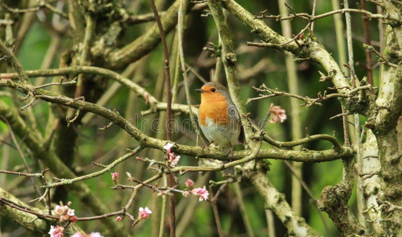 Robin looking left stock image. Image of breast, robin - 237930339