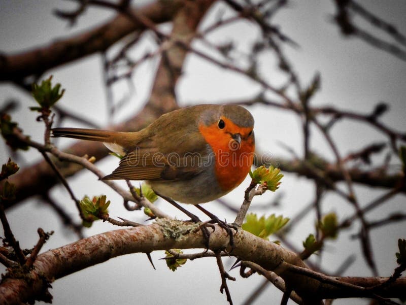 Robin Looking Down on Branch in Sunlight Stock Photo - Image of perched ...