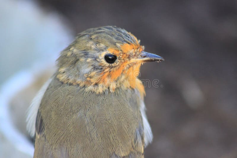 Robin stock photo. Image of breast, robin, beak, head - 60680608