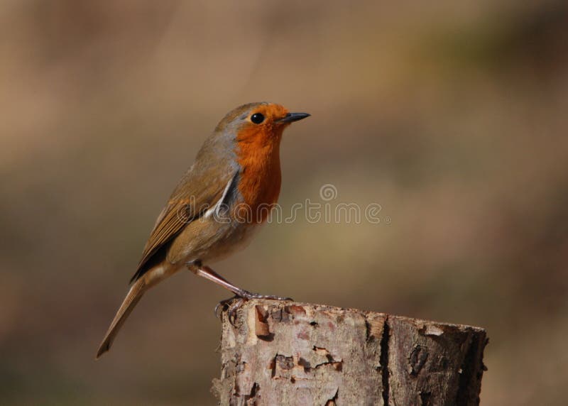 Robin Male stock photo. Image of breast, erithacus, bird - 11374924