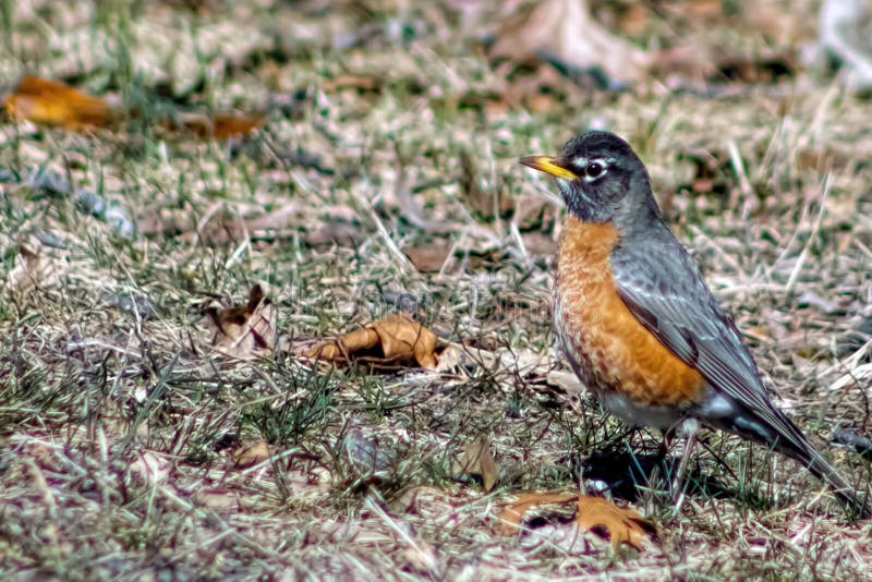 Robin stock image. Image of young, long, song, signs - 52029711