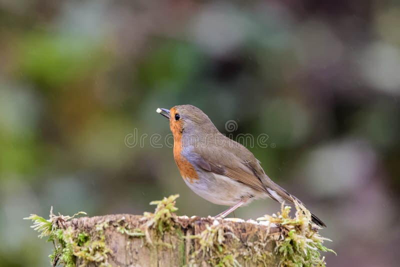 Robin on moss covered post stock image. Image of moss - 116171499