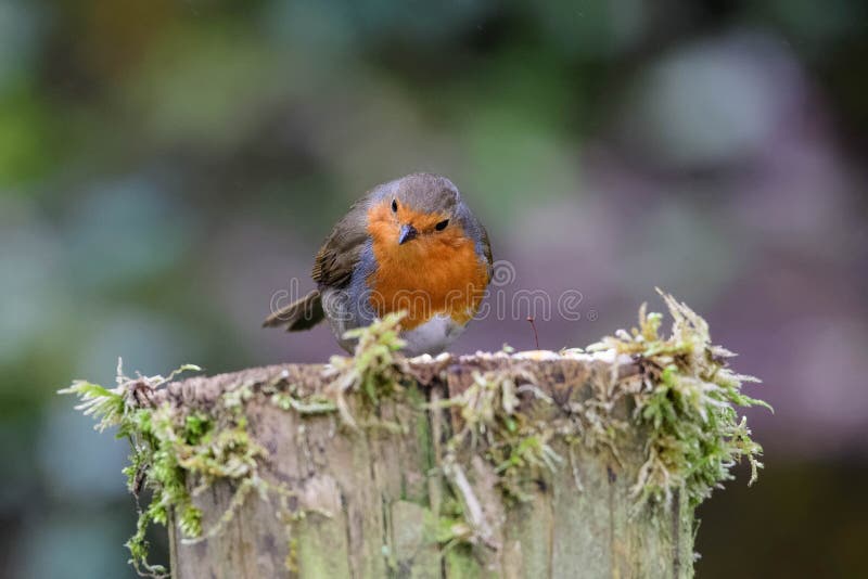 Robin on moss covered post stock image. Image of erithacus - 116171401