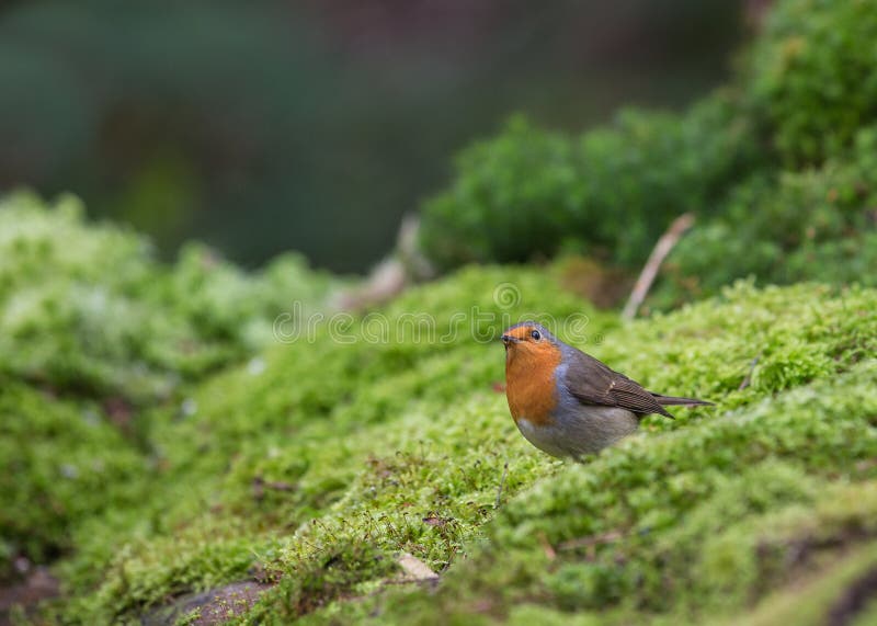 Robin upon moss stock photo. Image of locations, colour - 35928210