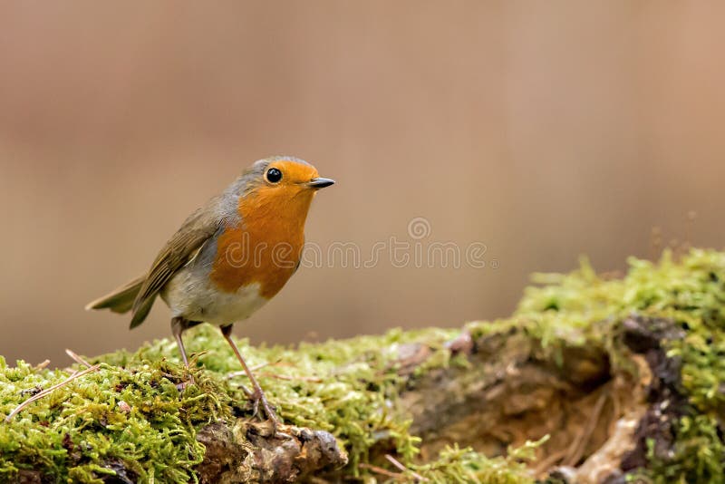 Robin stock photo. Image of vogelkijkhut, curieus, moss - 66463158