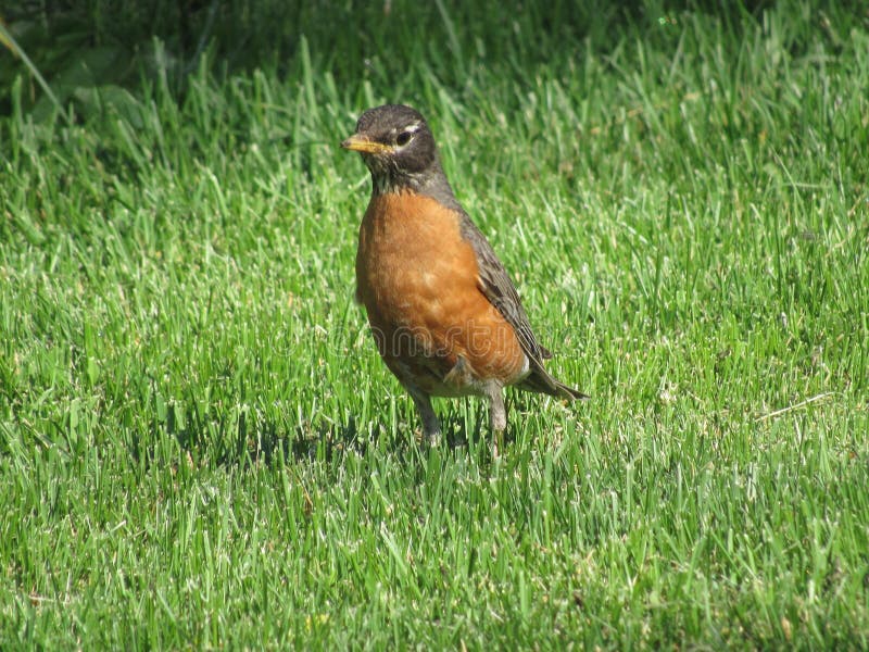 Robin stock image. Image of baby, hopping, looking, mother - 93633785