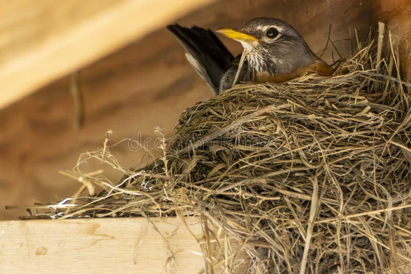 Robin Nesting stock image. Image of american, shorebird - 283582009