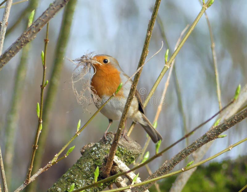 Robin with Nesting Material in Beak Stock Photo - Image of perches ...