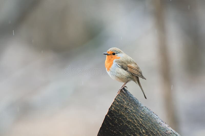 Robin in the Park Sitting on a Stump in the Rain Stock Photo - Image of ...