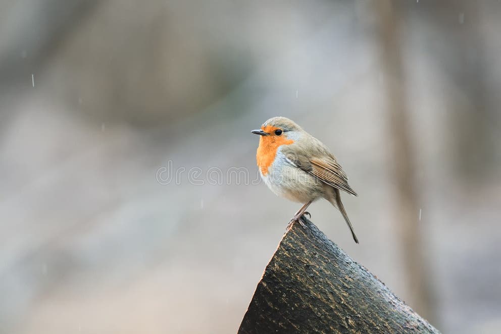 Robin in the Park Sitting on a Stump in the Rain Stock Photo - Image of ...