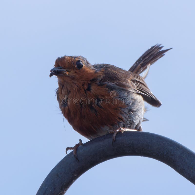 Robin on a Perch with a Grub in Its Beak Stock Photo - Image of feather ...