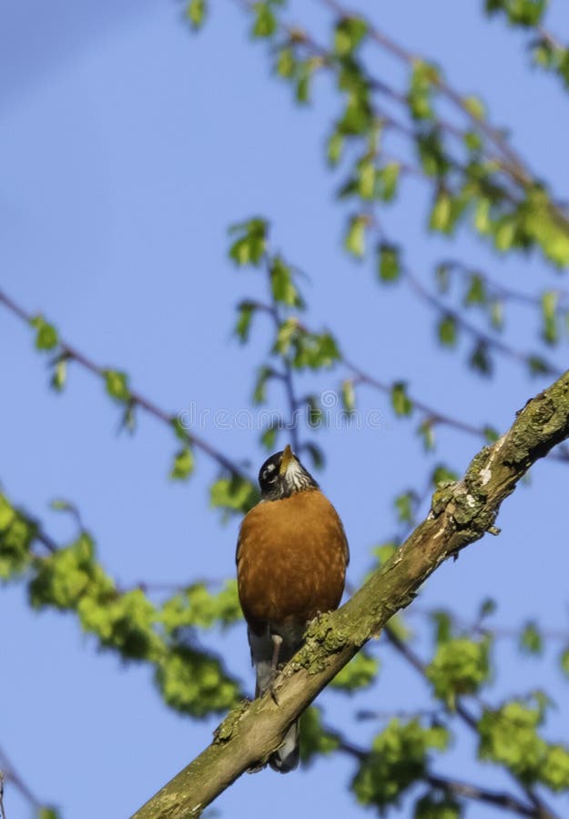 Spring Robin stock image. Image of rural, wildlife, beautiful - 126805839