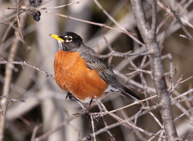 Robin Perched stock image. Image of migratorius, ontario - 19007947