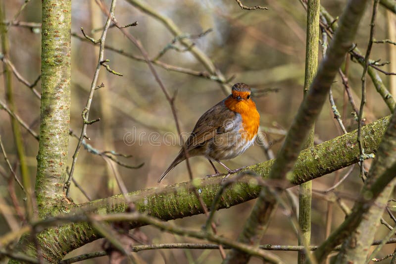 Spring As a Robin, Erithacus Rubecula, Sings from Tree Branches Stock ...