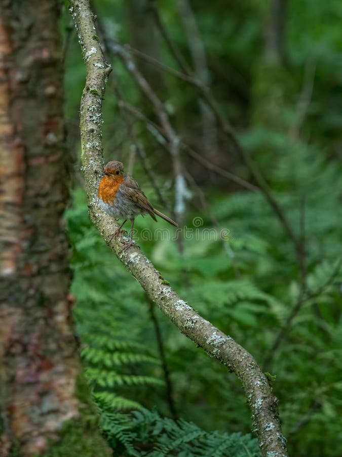 Robin perched on a branch stock photo. Image of beautiful - 190693548