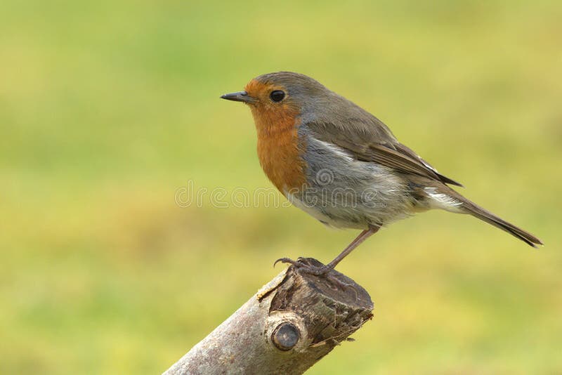 A Robin Perched on a Cut Branch. Stock Photo - Image of feathers ...