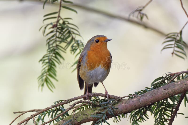 A Robin Perched on a Fir Tree Branch in a Woodland Stock Photo - Image ...